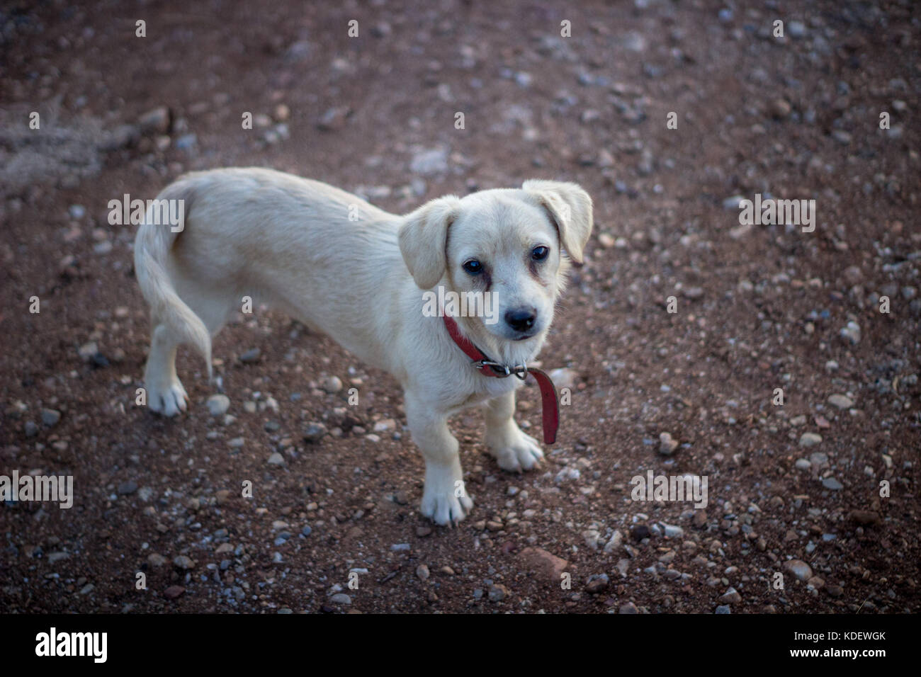 stray white dog puppy labrador looking sad abandoned at a village dirt ...