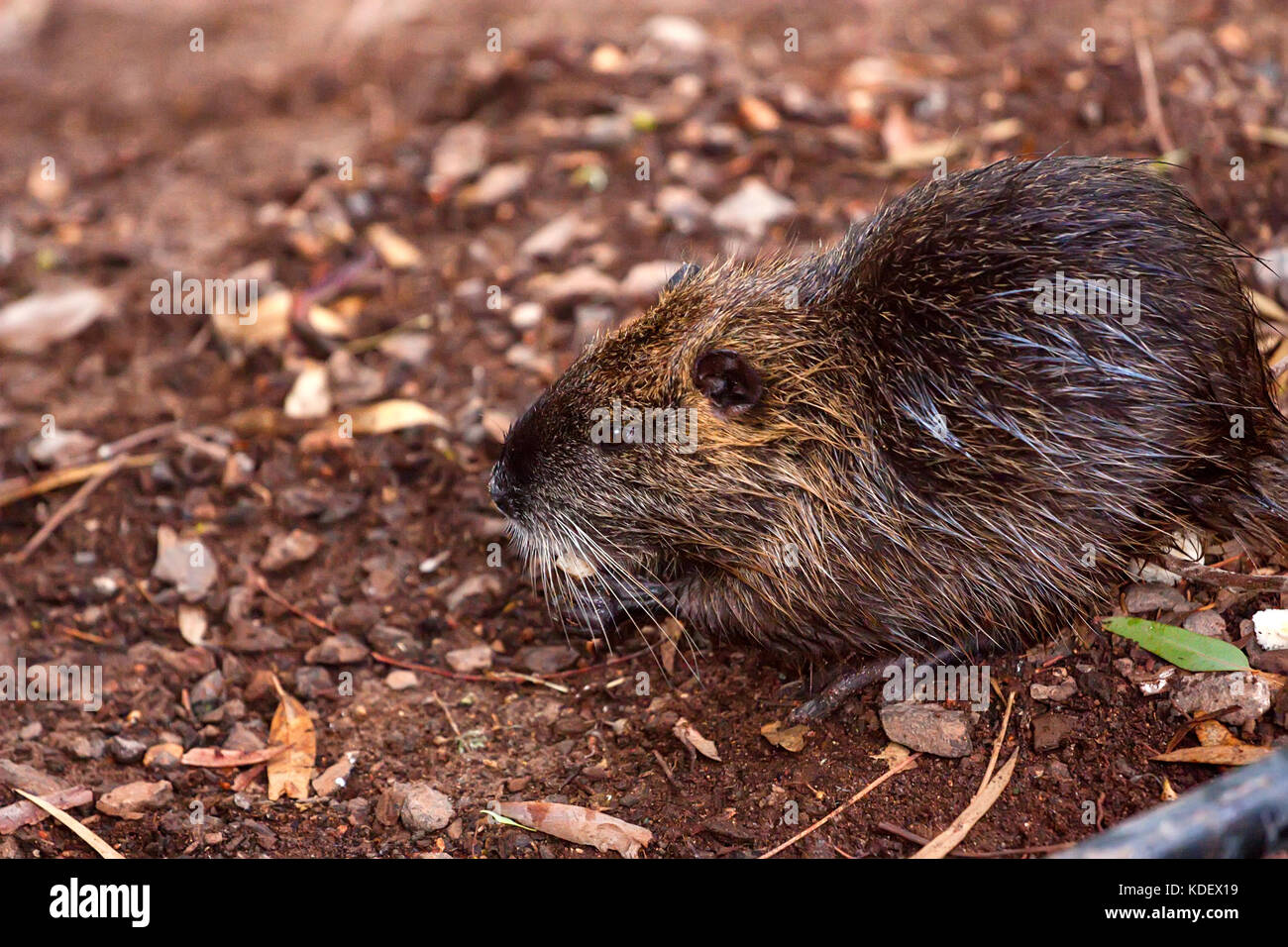 Coypu river rat nutria known as Myocastor coypus Stock Photo - Alamy