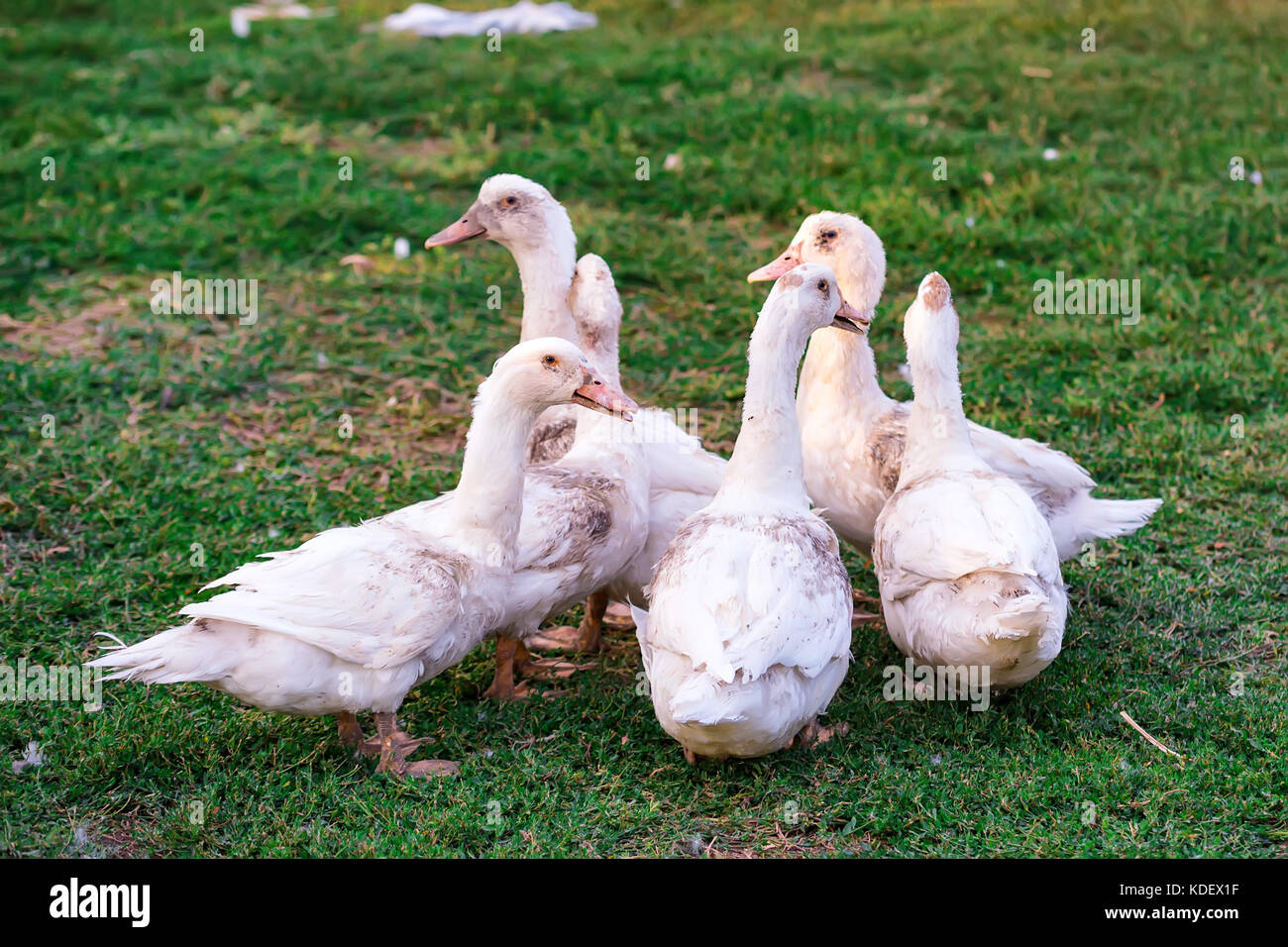 Fowl run hi-res stock photography and images - Alamy