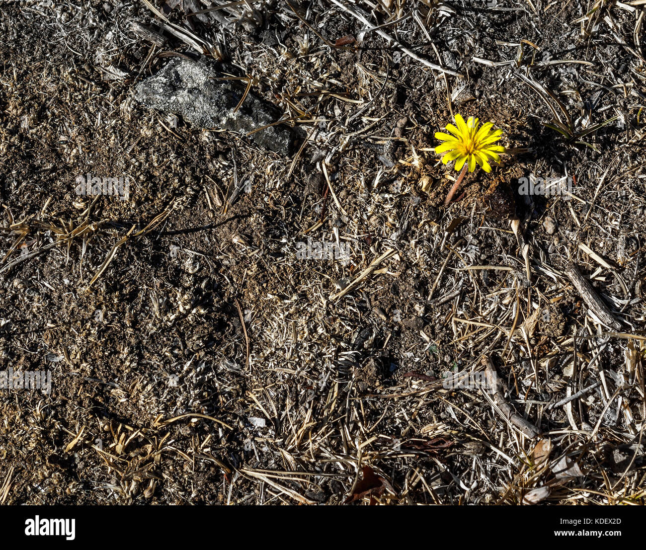 Arid survivor hi-res stock photography and images - Alamy