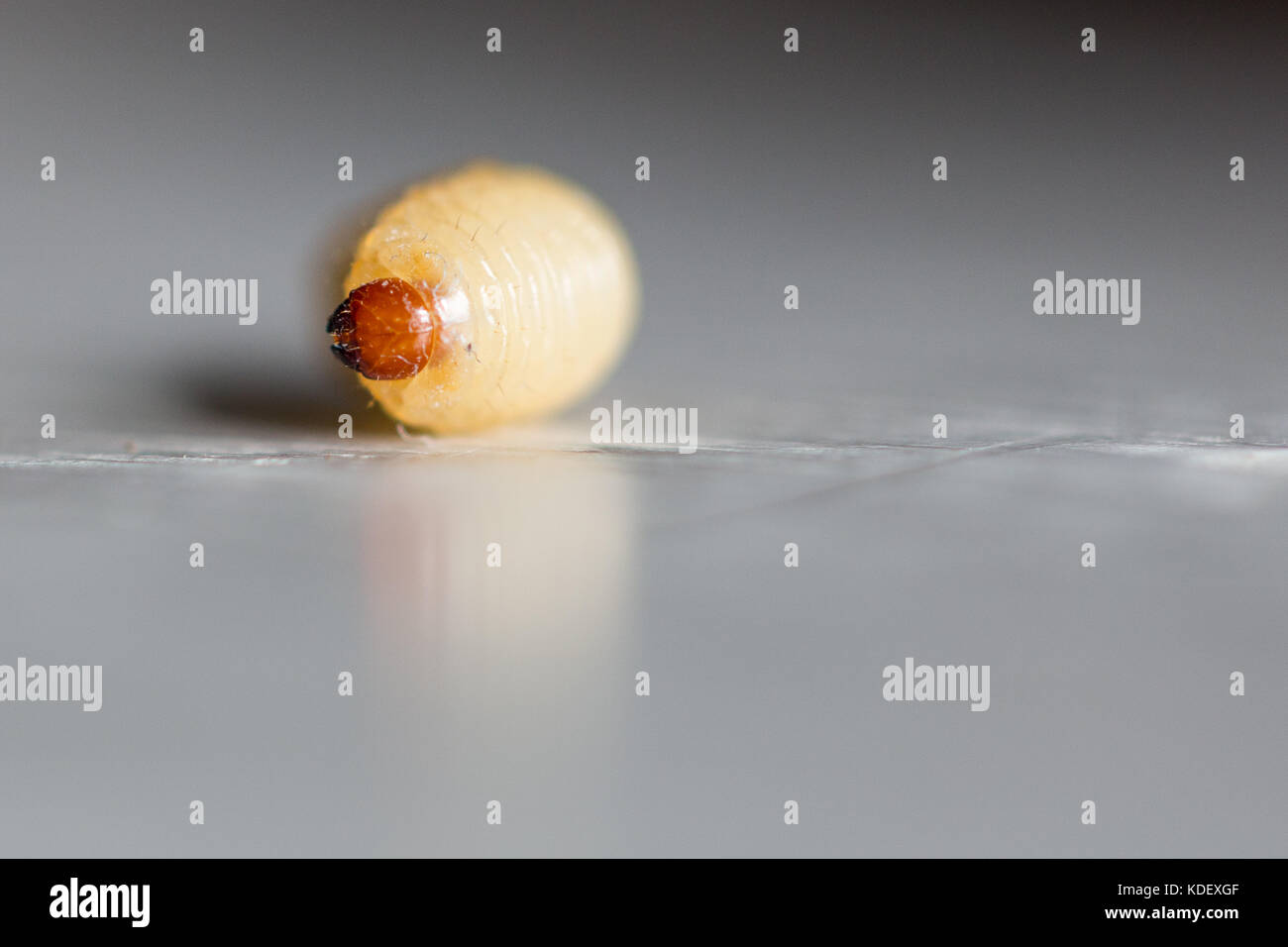 Rotten meat hi-res stock photography and images - Alamy