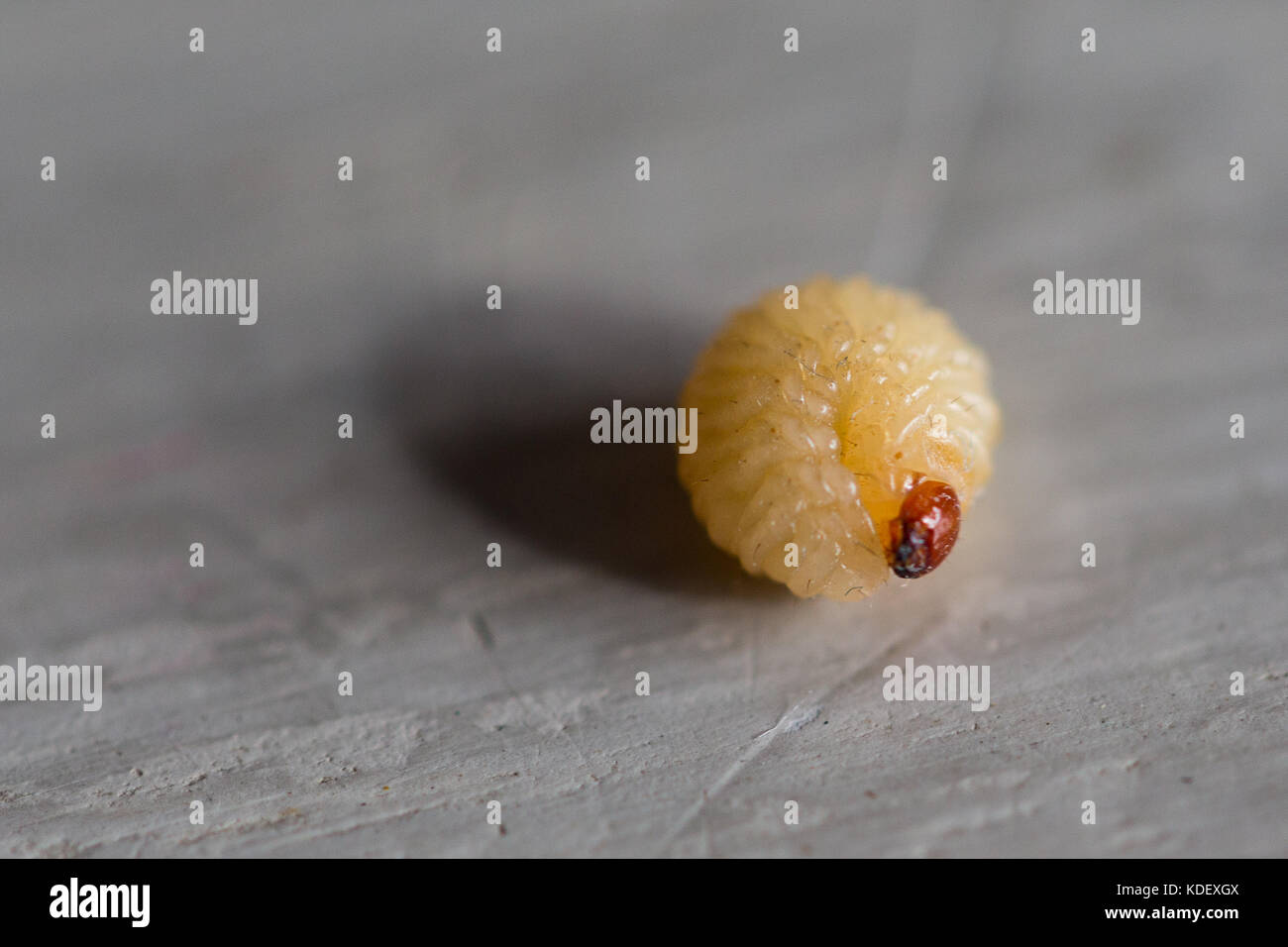 Fruit fly larvae hi-res stock photography and images - Alamy