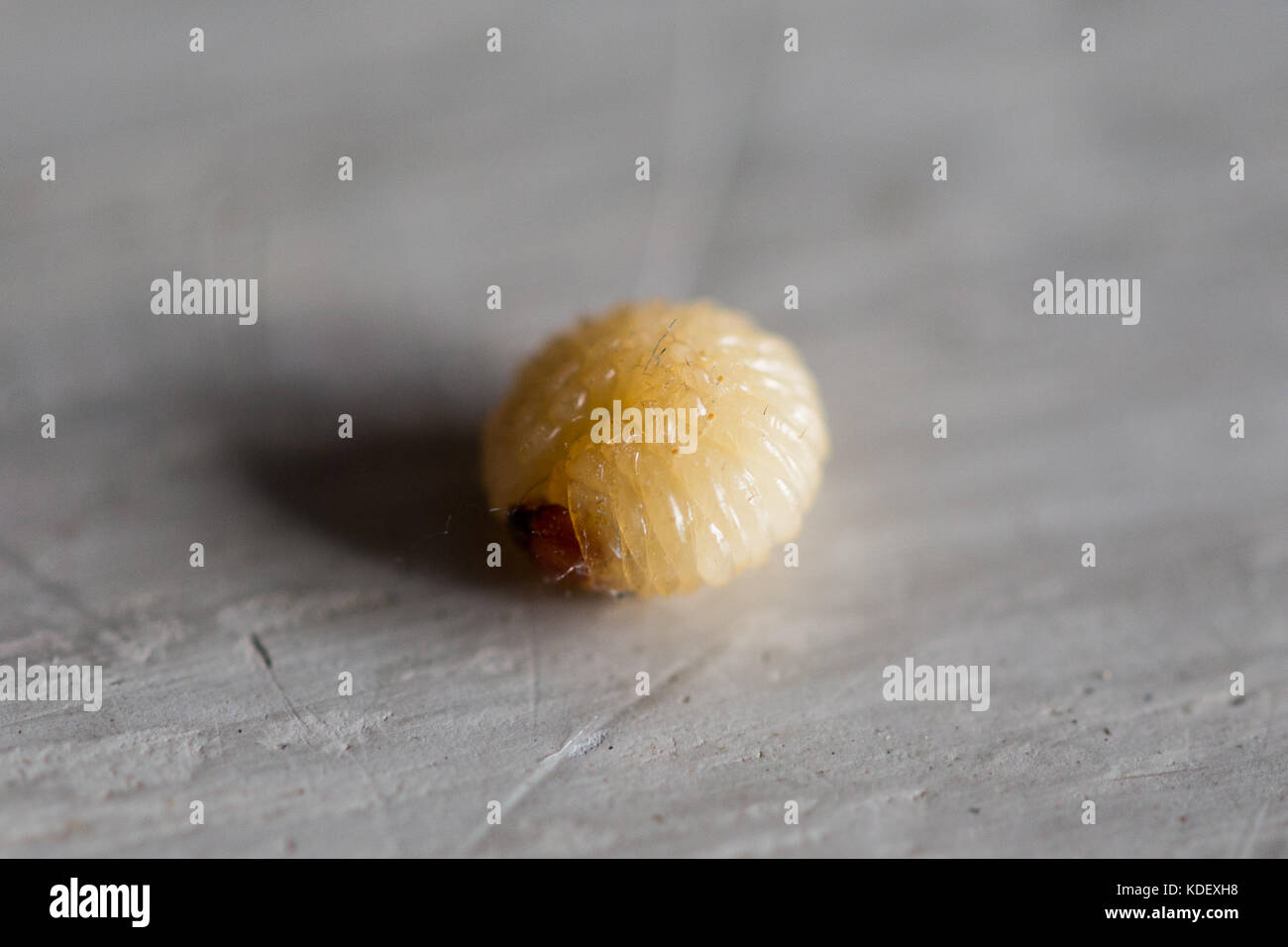 Fruit fly larvae hi-res stock photography and images - Alamy