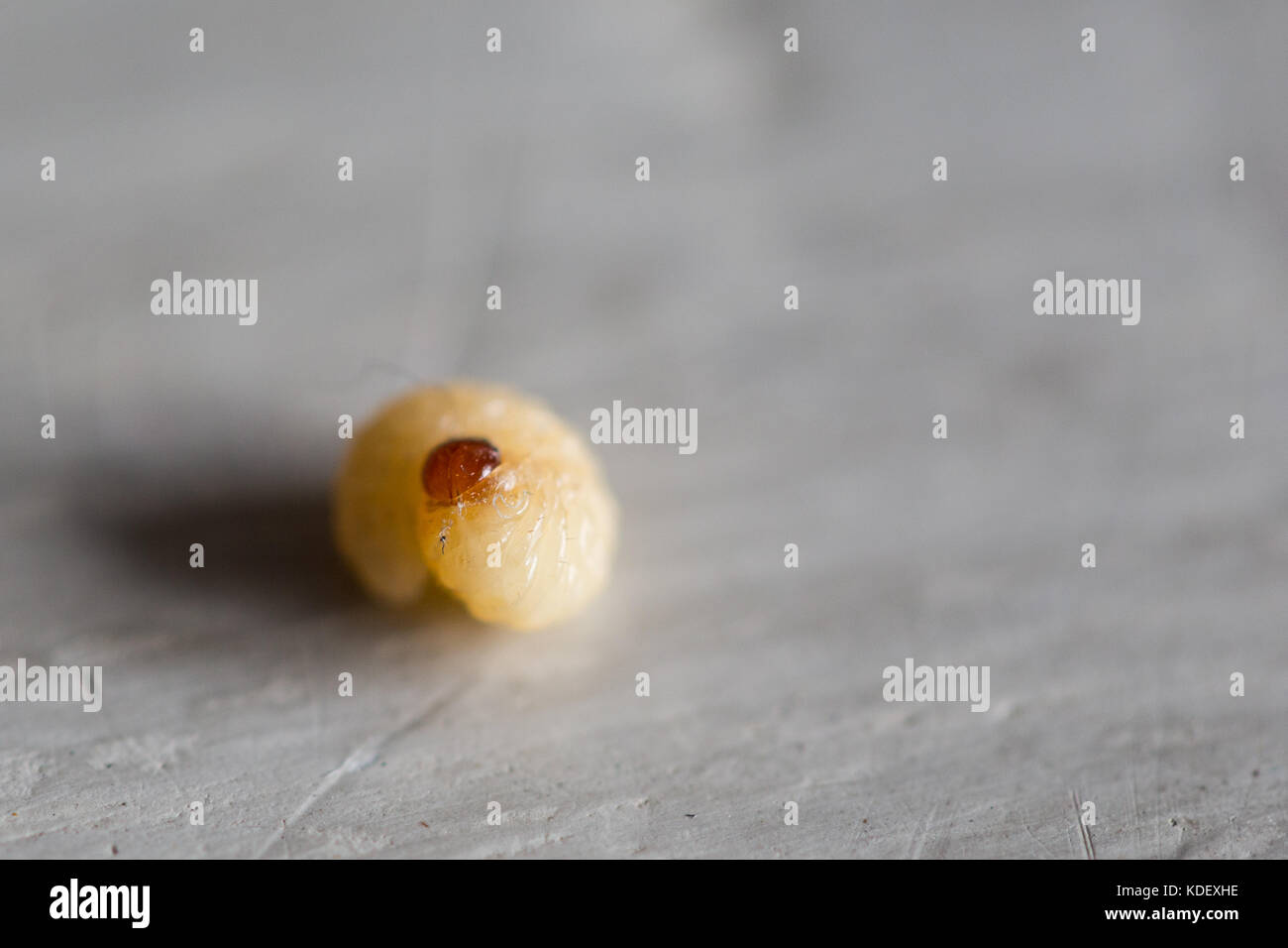 close up of maggot Stock Photo - Alamy