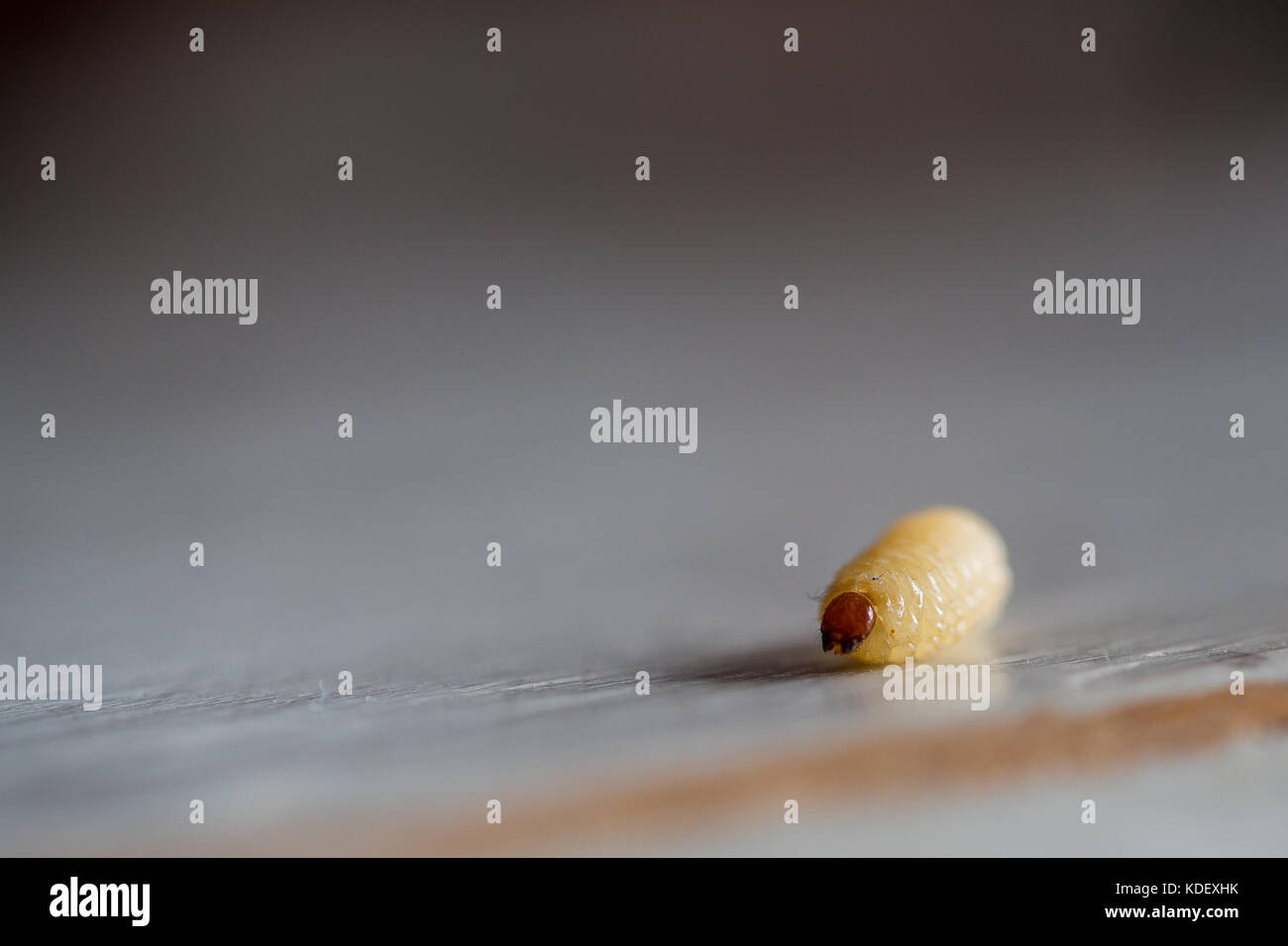 Rotten food maggot isolated hi-res stock photography and images - Alamy