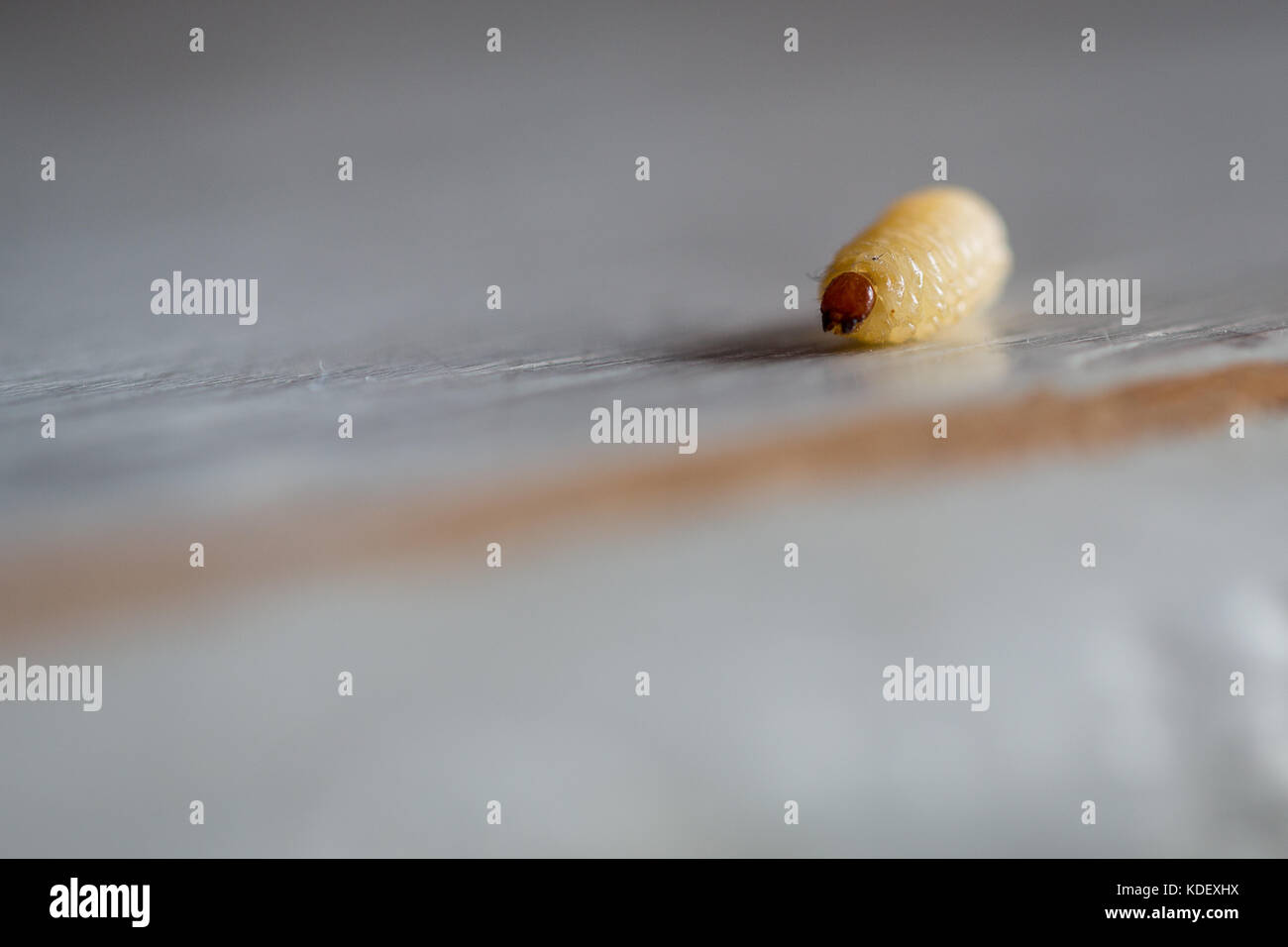 close up of maggot Stock Photo - Alamy