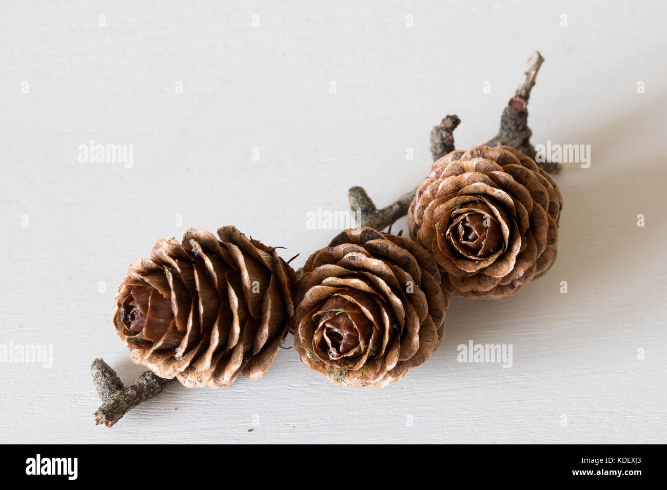 close up of fir cone Stock Photo - Alamy