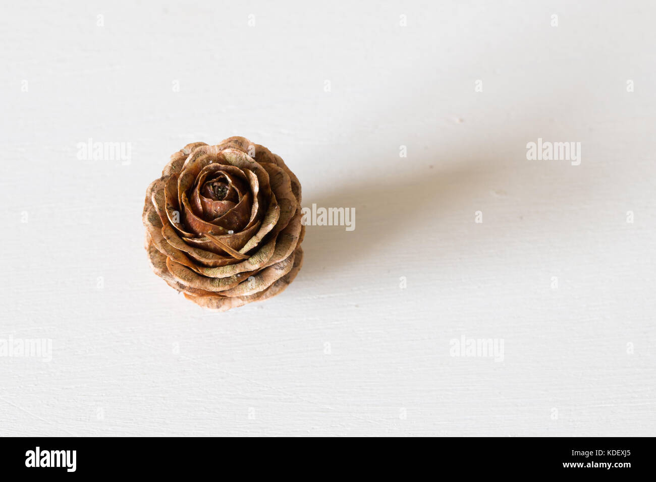 close up of fir cone Stock Photo - Alamy