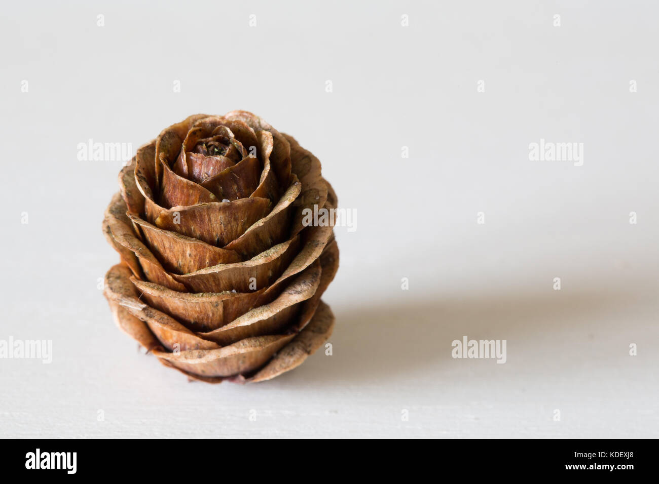 close up of fir cone Stock Photo - Alamy