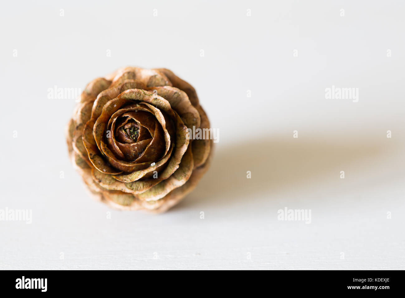 close up of fir cone Stock Photo - Alamy