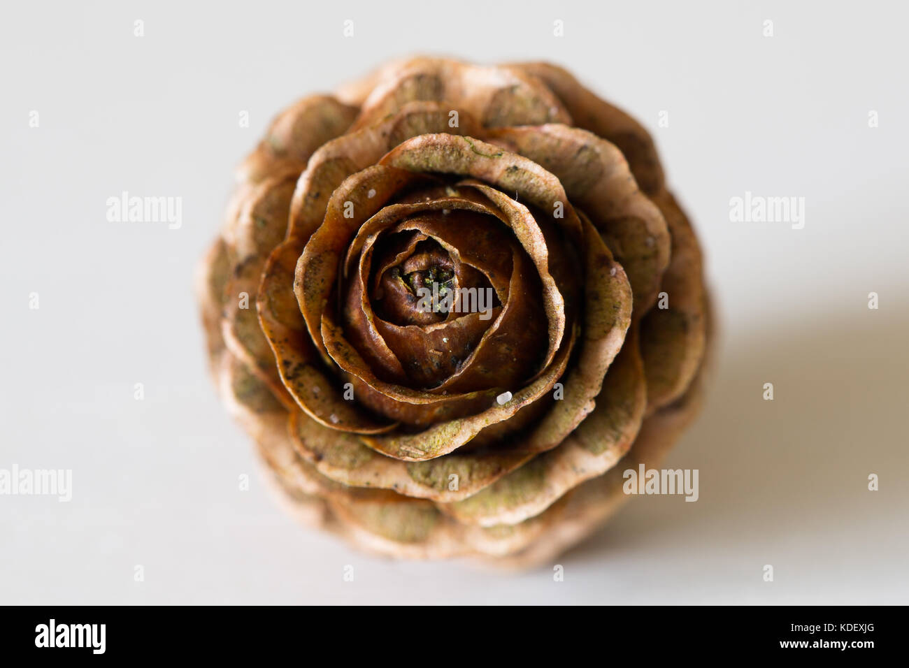 close up of fir cone Stock Photo - Alamy