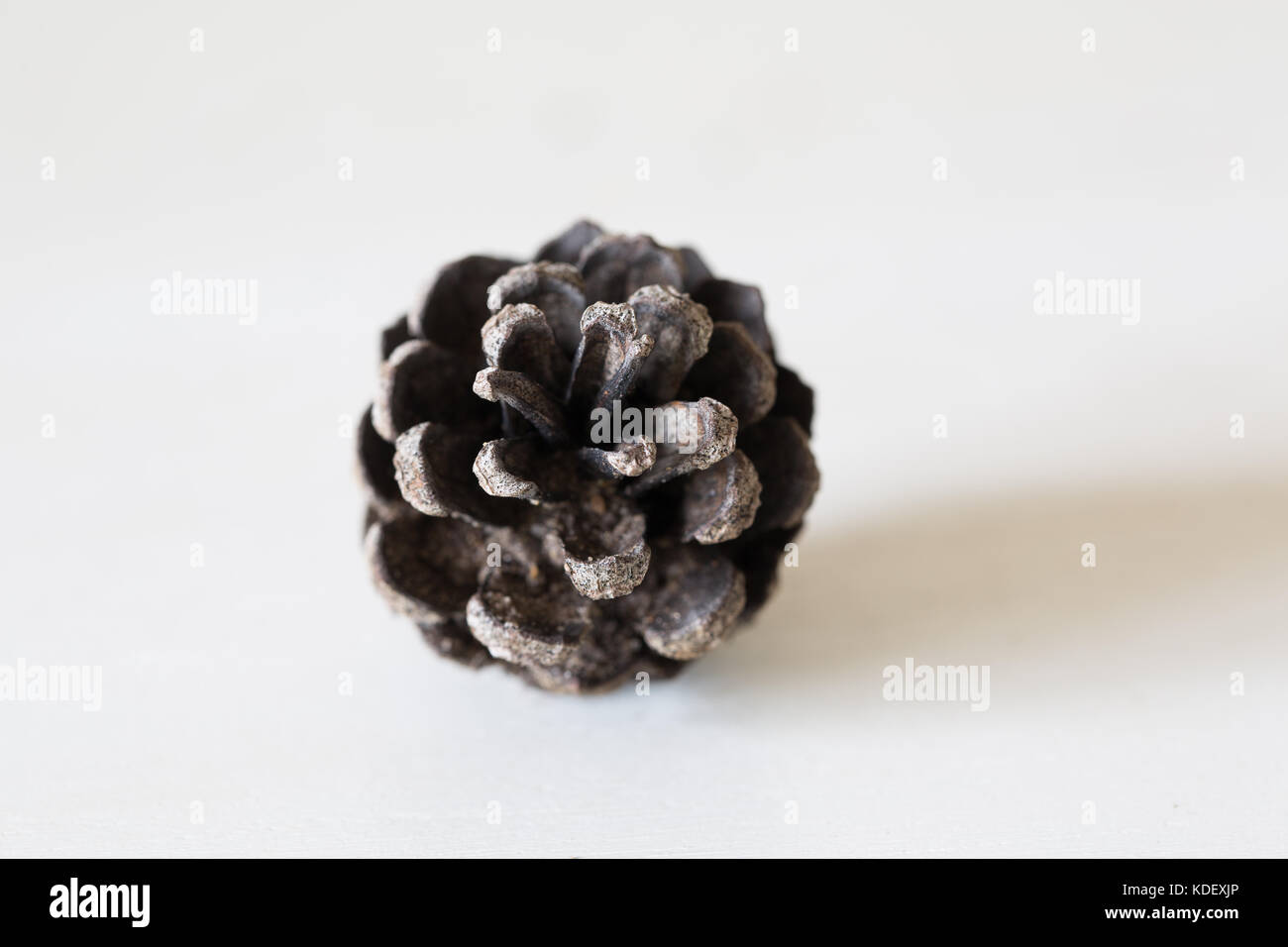 close up of fir cone Stock Photo - Alamy