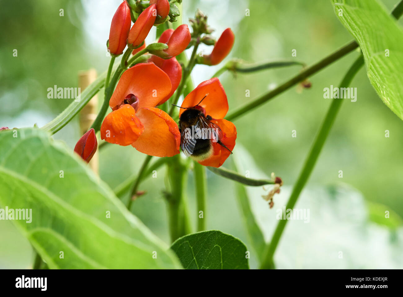 Buff-Tailed Bumble Bee (Bombus terrestris) collecting nectar from a ...