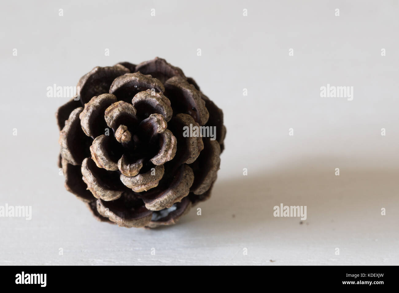 close up of fir cone Stock Photo - Alamy