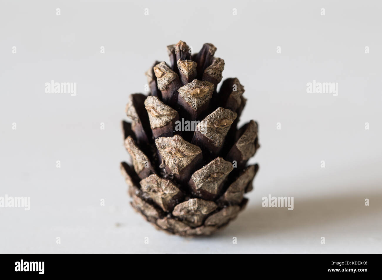 close up of fir cone Stock Photo - Alamy