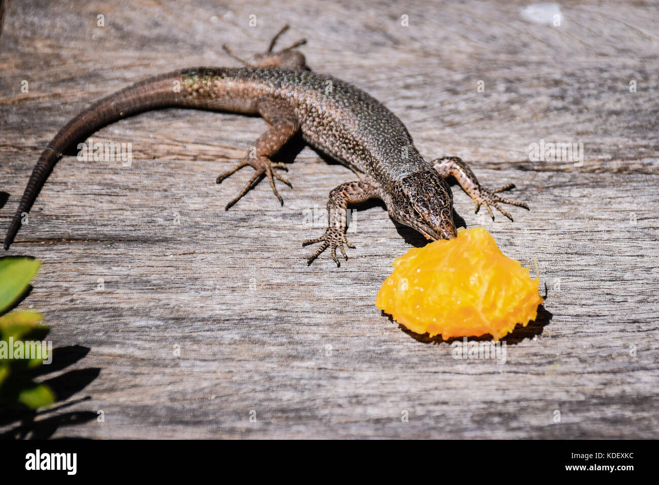 Lizard eating a piece of orange fruit in Porto Santo, Portugal Stock ...