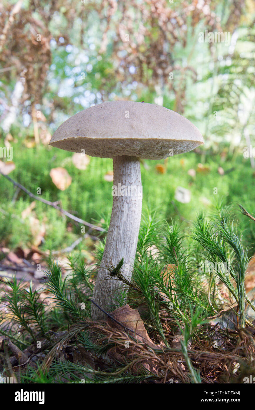 Bolete fungi hi-res stock photography and images - Alamy