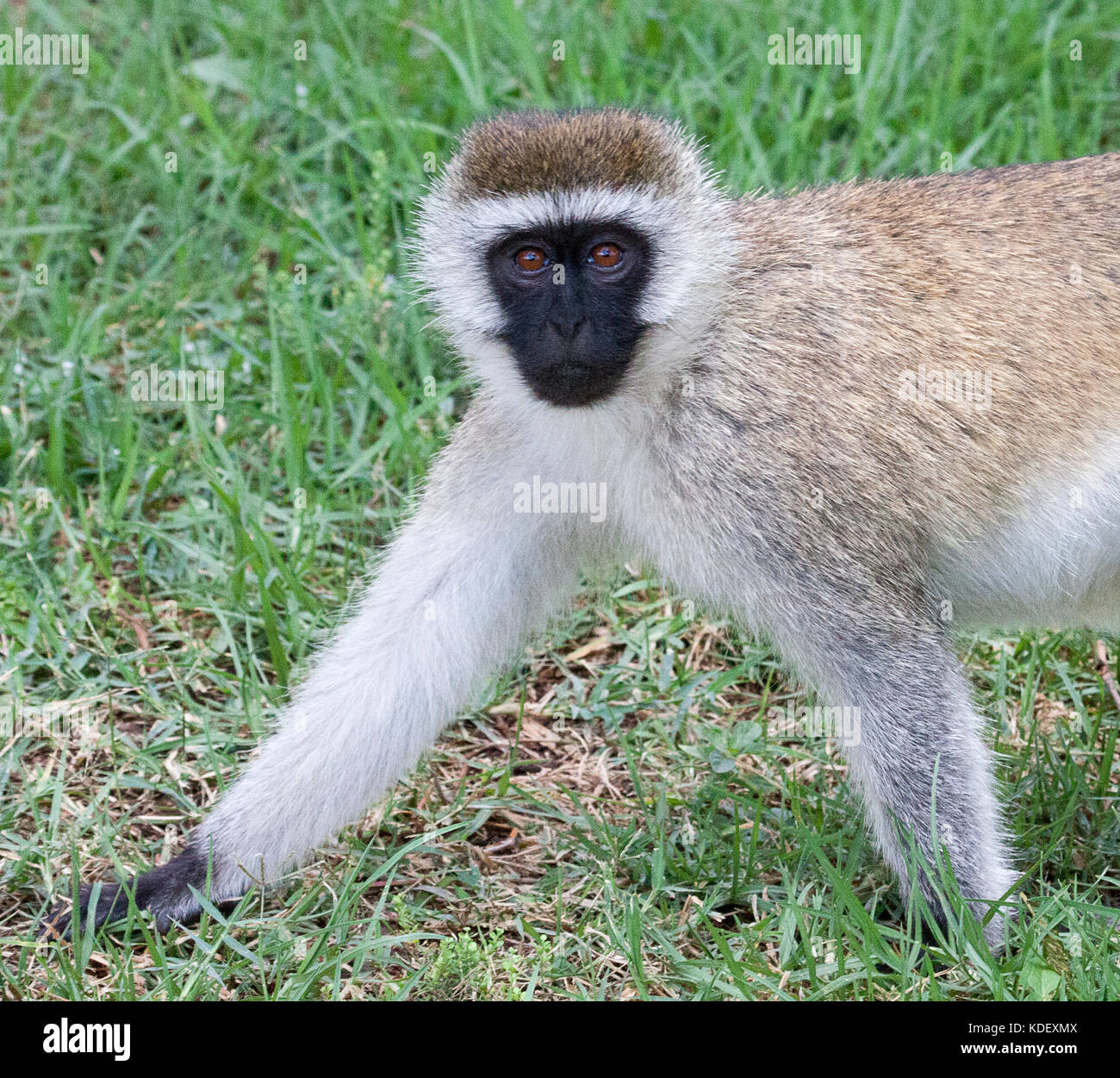 Front legs and face of Vervet monkey (Chlorocebus pygerythrus) walking ...