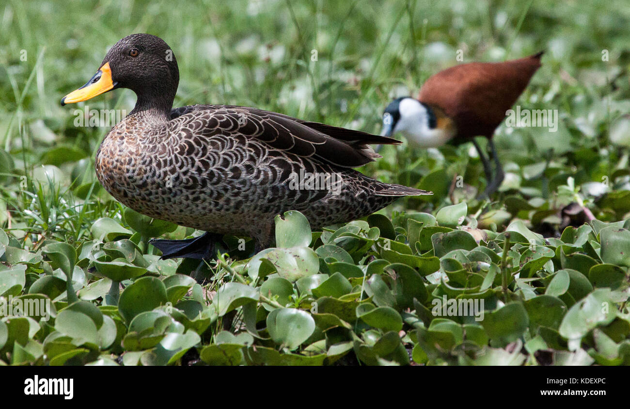 Yellow-billed duck (Anas undulata) and African jacana (Actophilornis ...