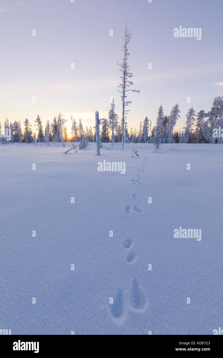 Sunset in the boreal forest (Taiga) covered with snow, Kiruna ...