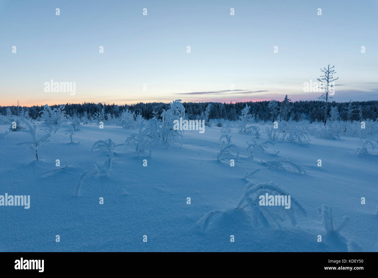 Dusk on trees covered with ice in the boreal forest (Taiga), Kiruna ...