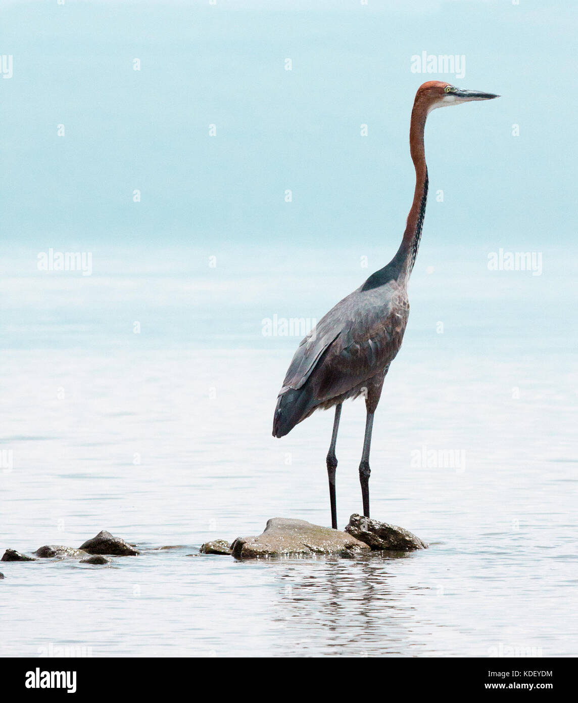 Goliath heron (Ardea goliath) standing on a rock at the shore of Lake ...