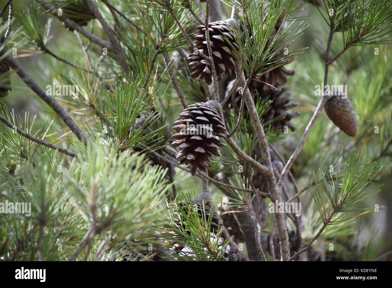 Pine cones growing on forest tree Stock Photo - Alamy