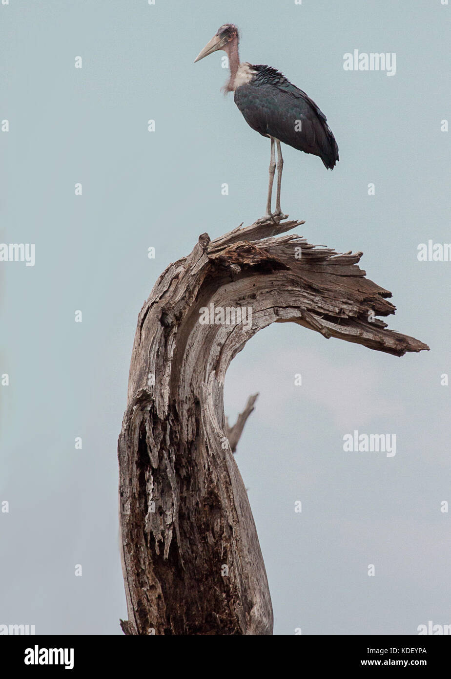 Marabou stork (Leptoptilos crumenifer) standing on top of a curved dead ...