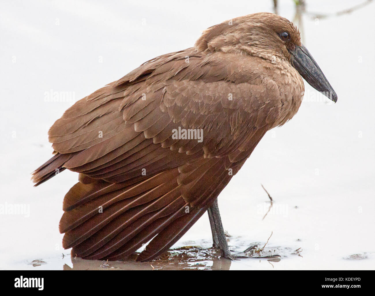 Hamerkop bird (Scopus umbretta) standing in muddy water Stock Photo - Alamy