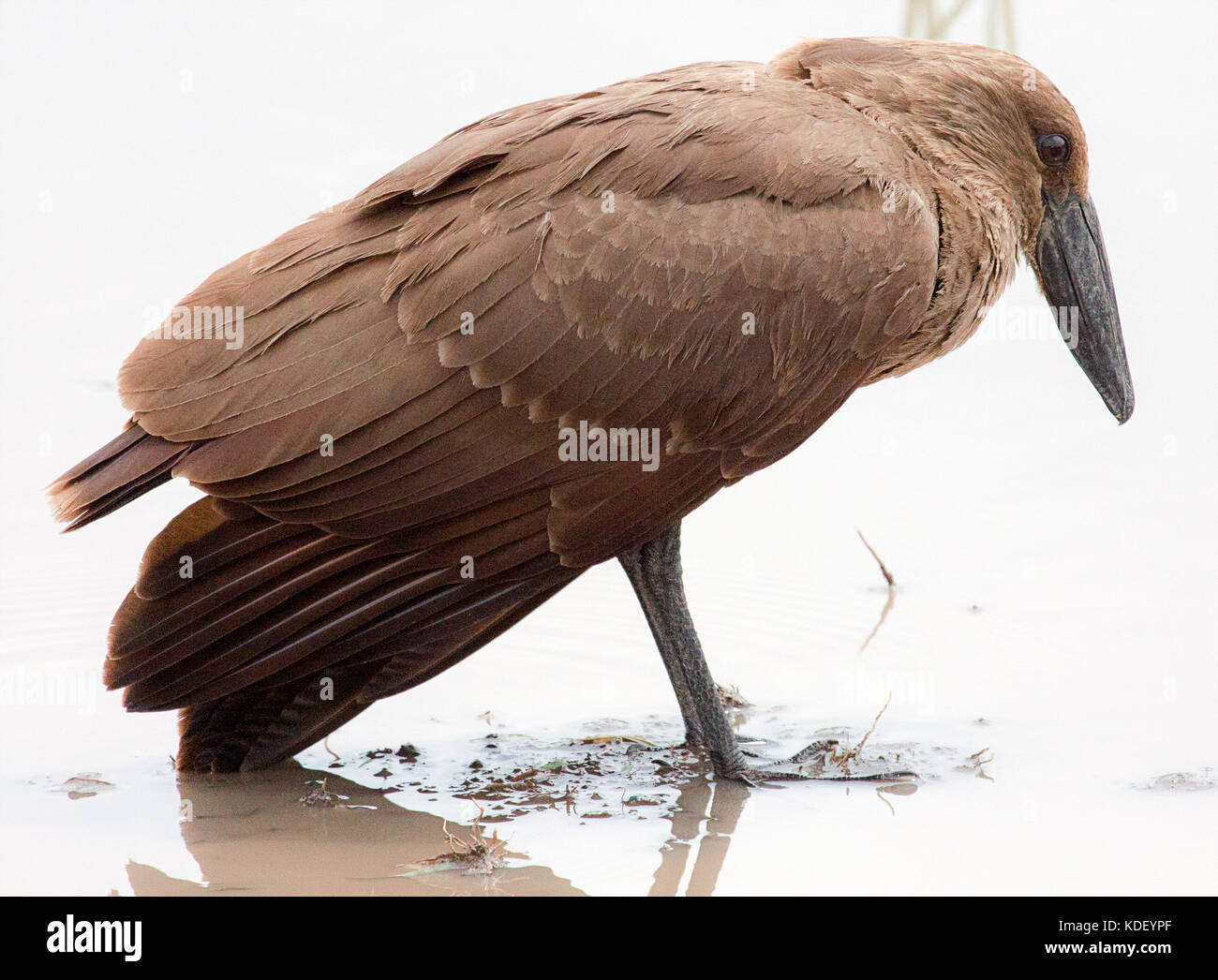 Hamerkop bird (Scopus umbretta) standing in muddy water looking down ...