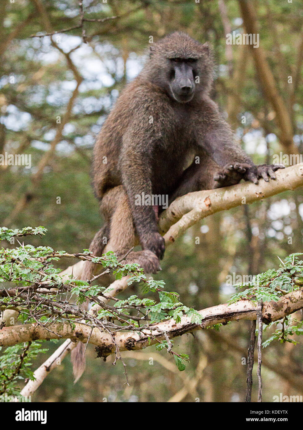 African olive tree hi-res stock photography and images - Alamy