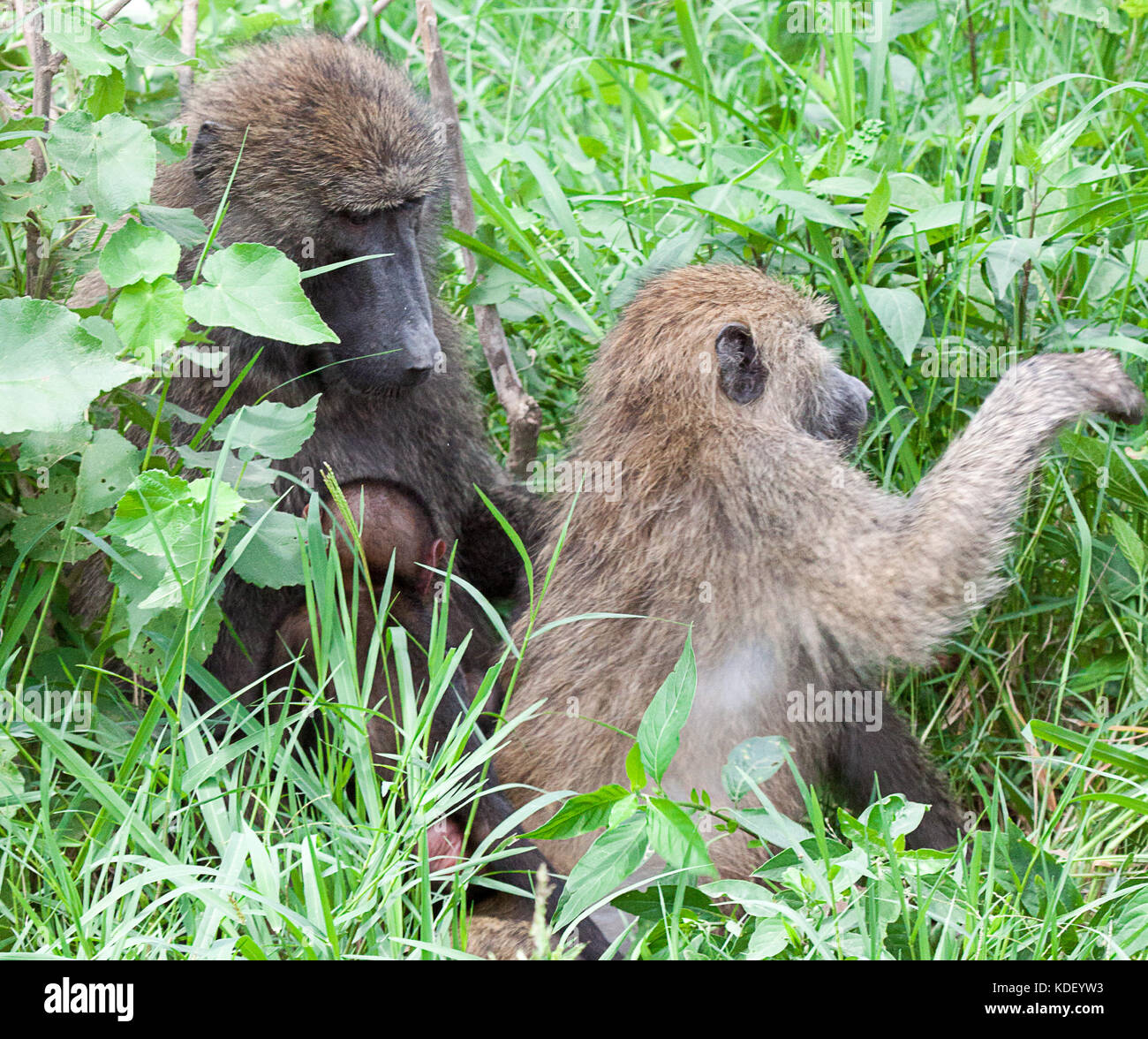 Animal social grooming High Resolution Stock Photography and Images - Alamy