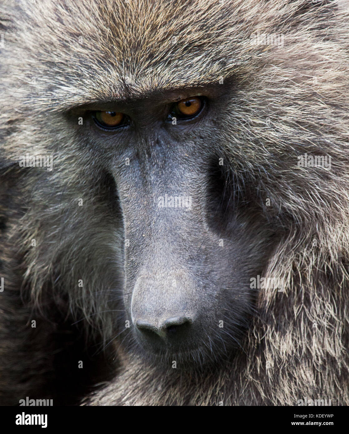 Close-up of olive baboon (Papio anubis) face with frowning expression ...