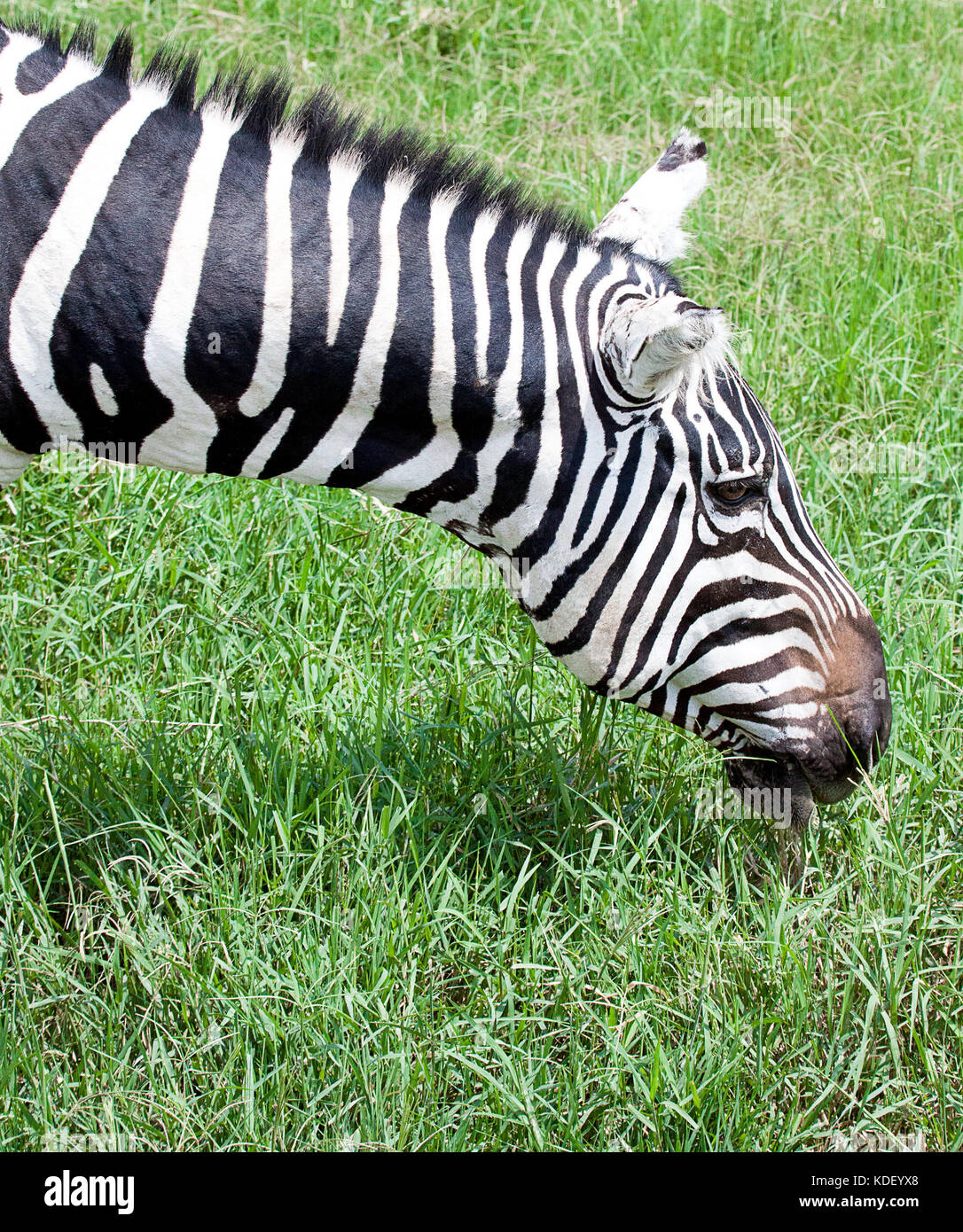 Striped head and neck hi-res stock photography and images - Alamy