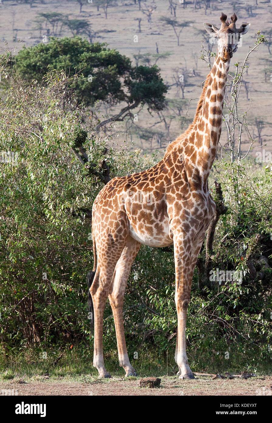 Giraffe head tilted hi-res stock photography and images - Alamy