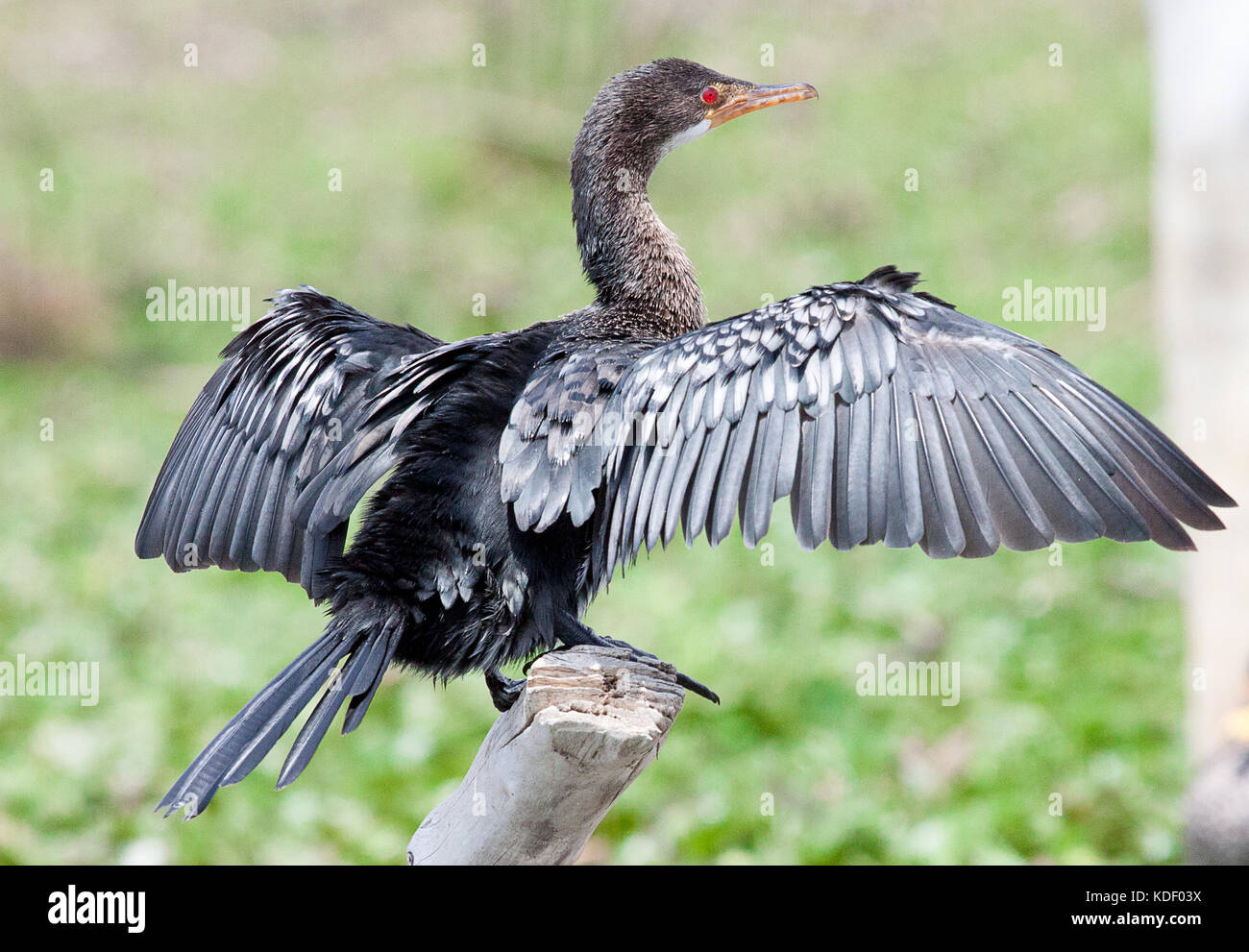 Cormorant with wings spread hi-res stock photography and images - Alamy