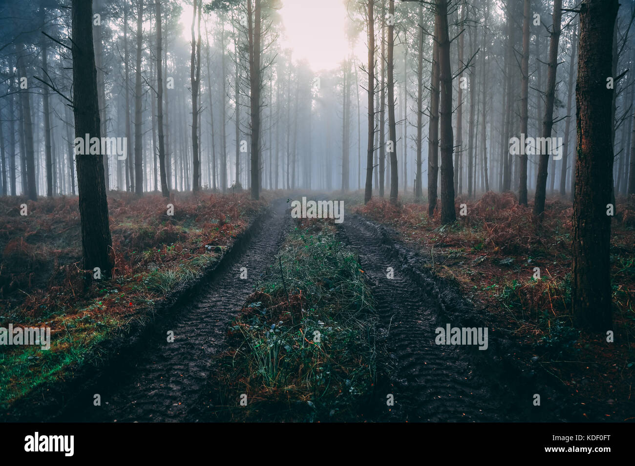 Low glow in the ferns Stock Photo - Alamy