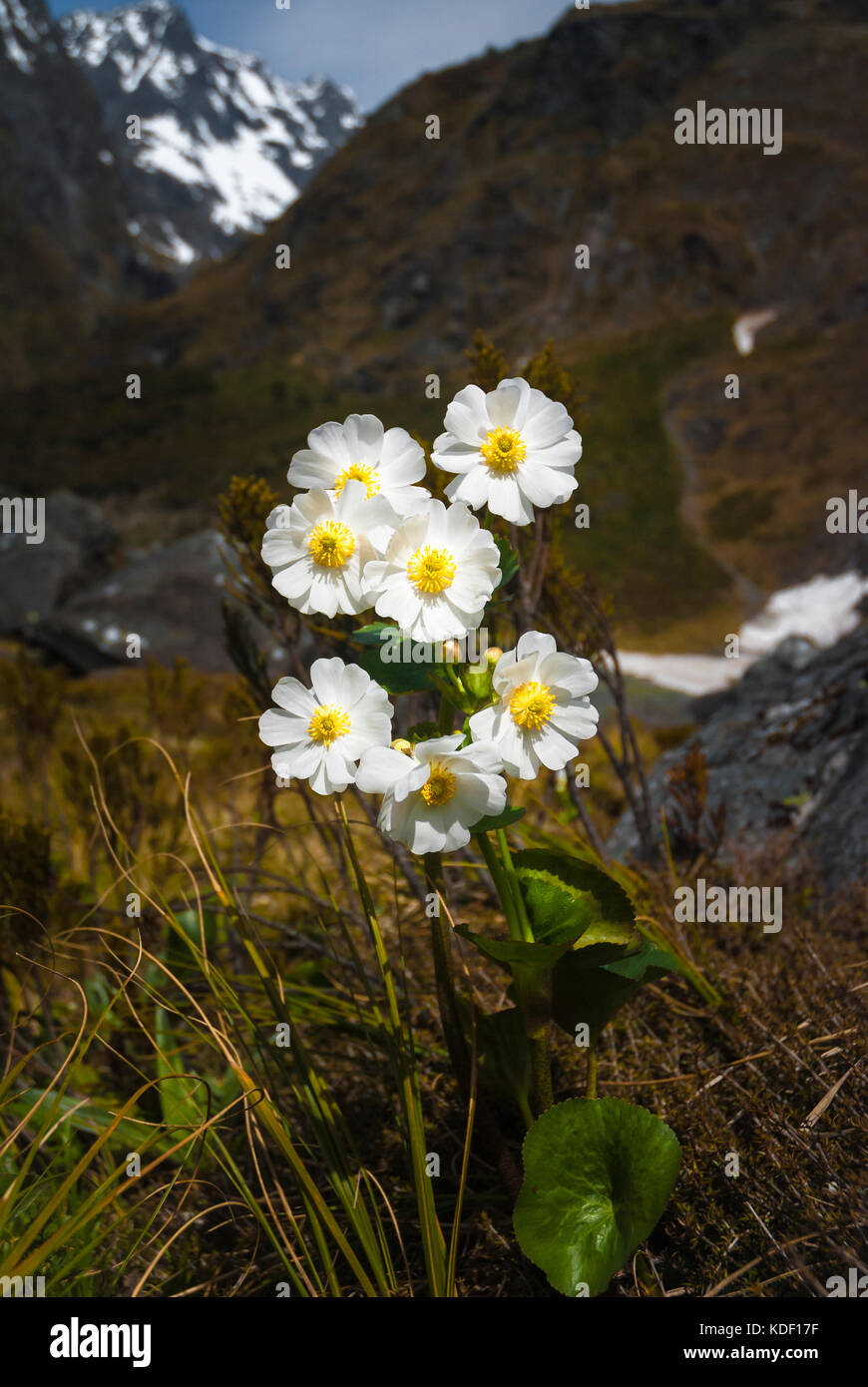 A portrait imgae of the Mount Cook Lily, Ranunculus lyallii, with the ...