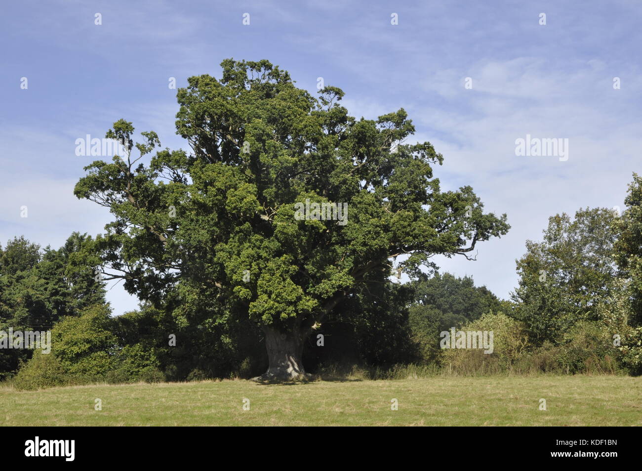 Sycamore tree field uk hi-res stock photography and images - Alamy