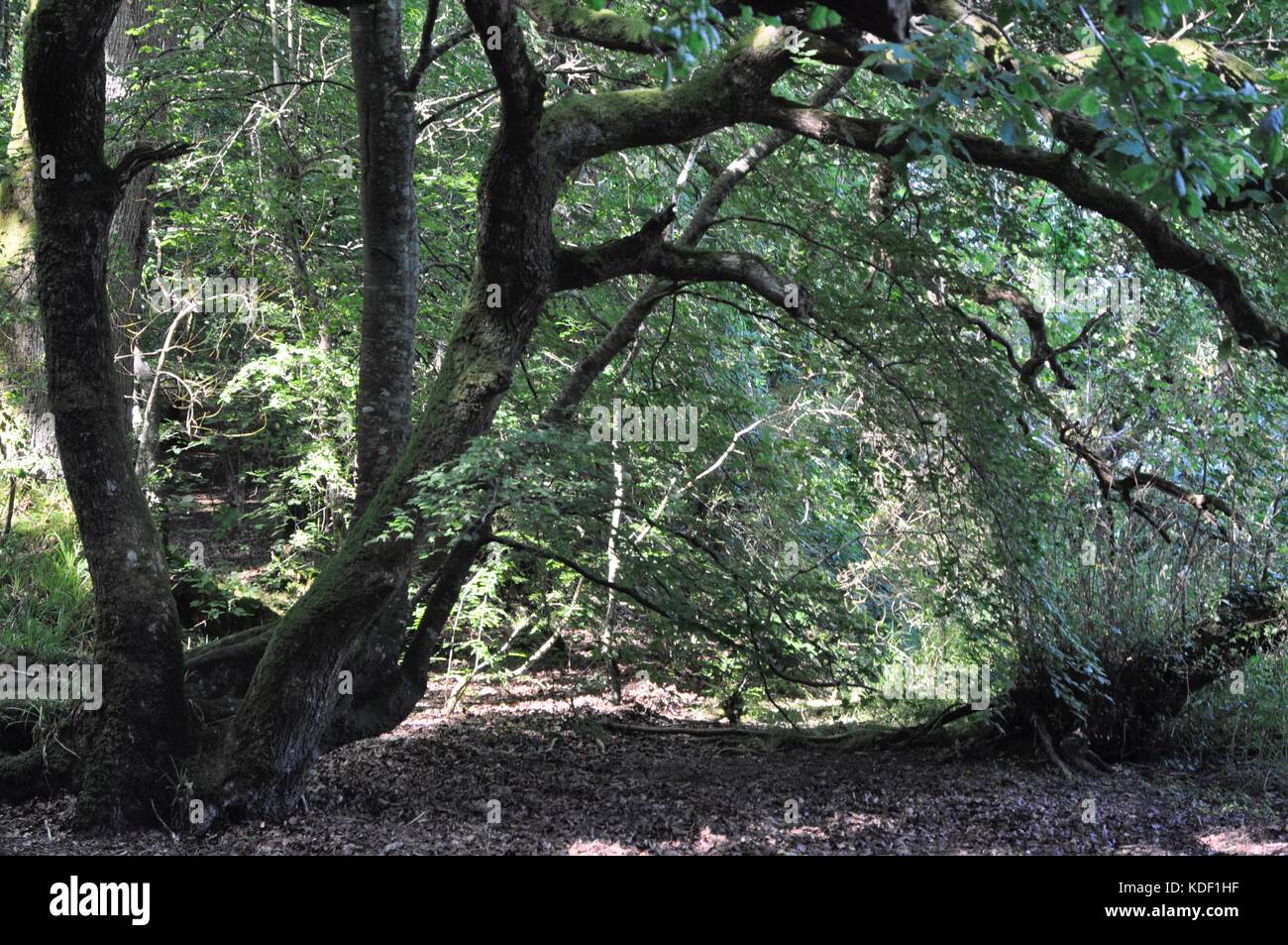 Shadow scene hi-res stock photography and images - Alamy