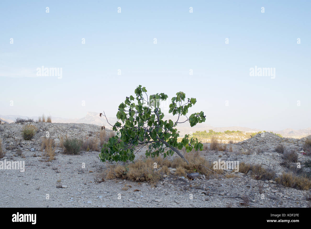 Plant surviving in desolate countryside Stock Photo - Alamy