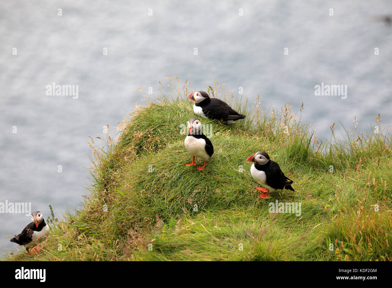 Dyrholaey promontory view, Vik, Iceland, Europe Stock Photo - Alamy