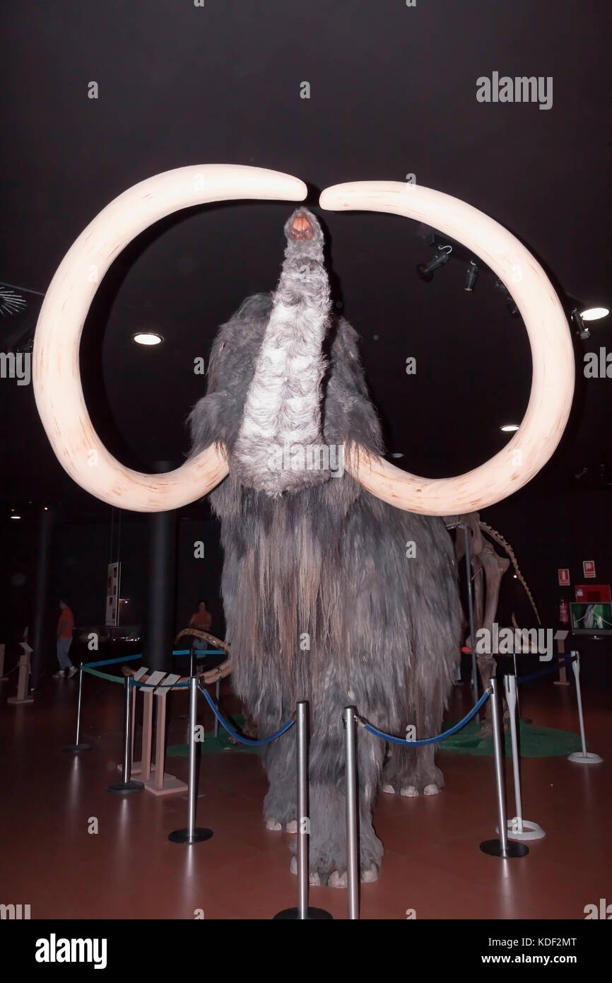 Fossil fauna hi-res stock photography and images - Alamy