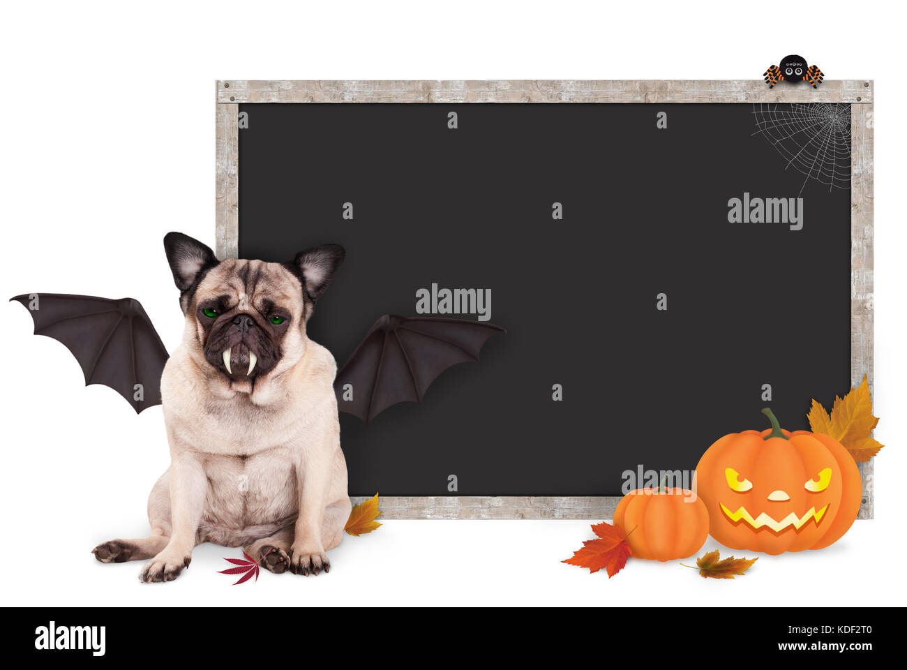 Bat pug hi-res stock photography and images - Alamy
