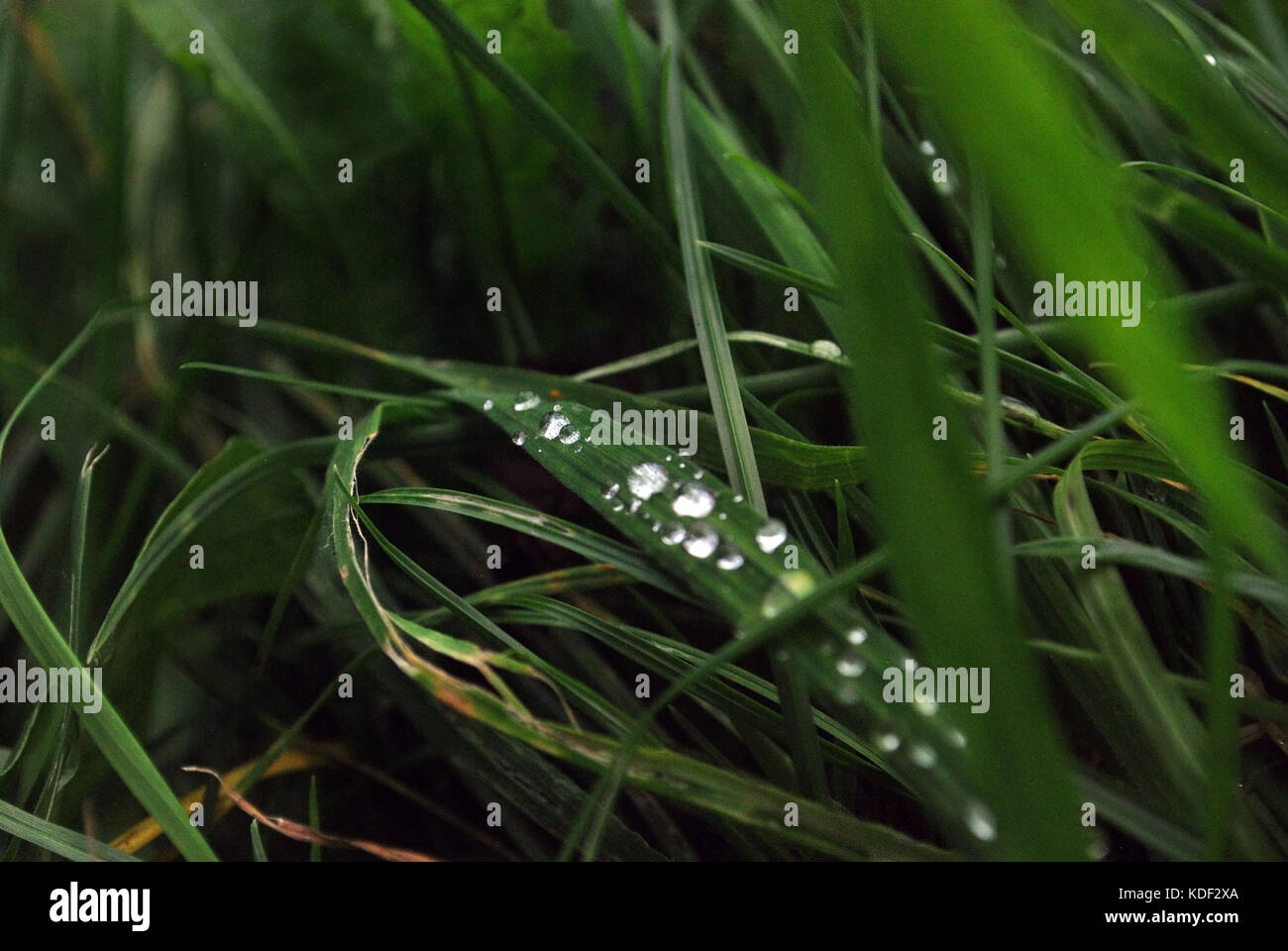 Morning dew on the grass outside in the garden Stock Photo - Alamy