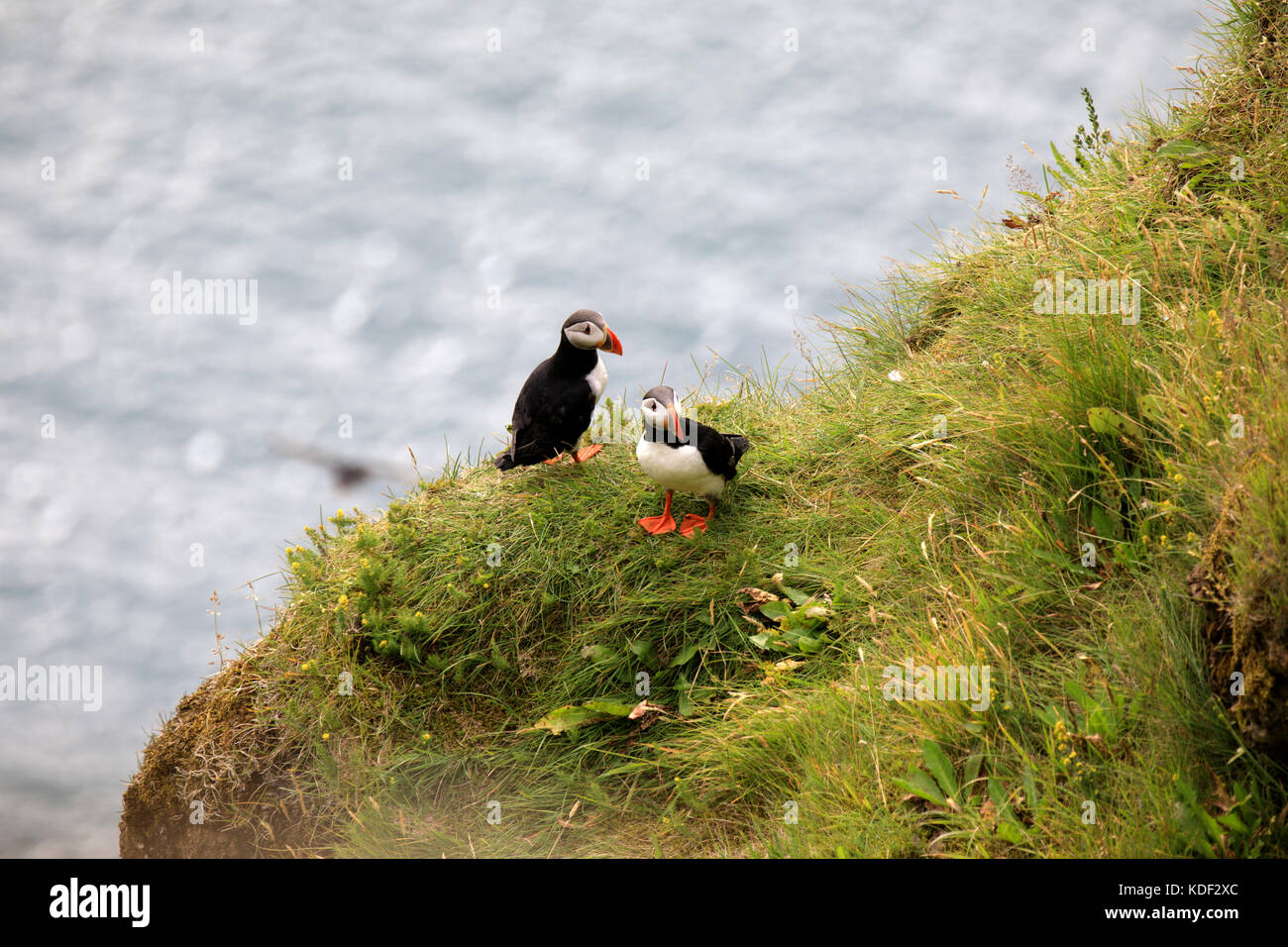 Dyrholaey promontory view, Vik, Iceland, Europe Stock Photo - Alamy
