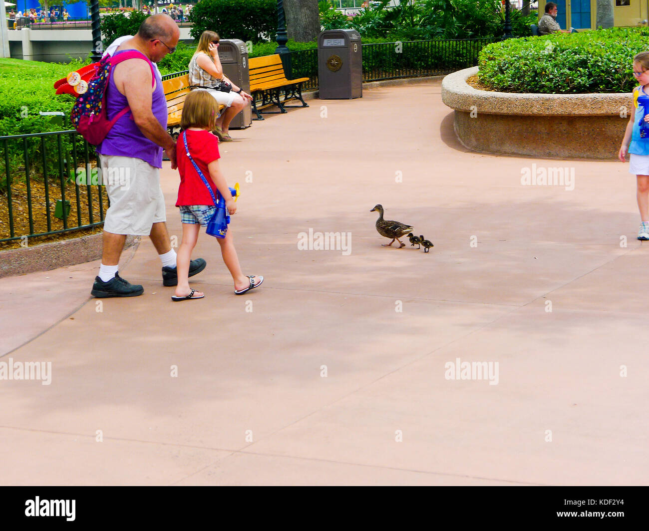 Man walking along duck hi-res stock photography and images - Alamy