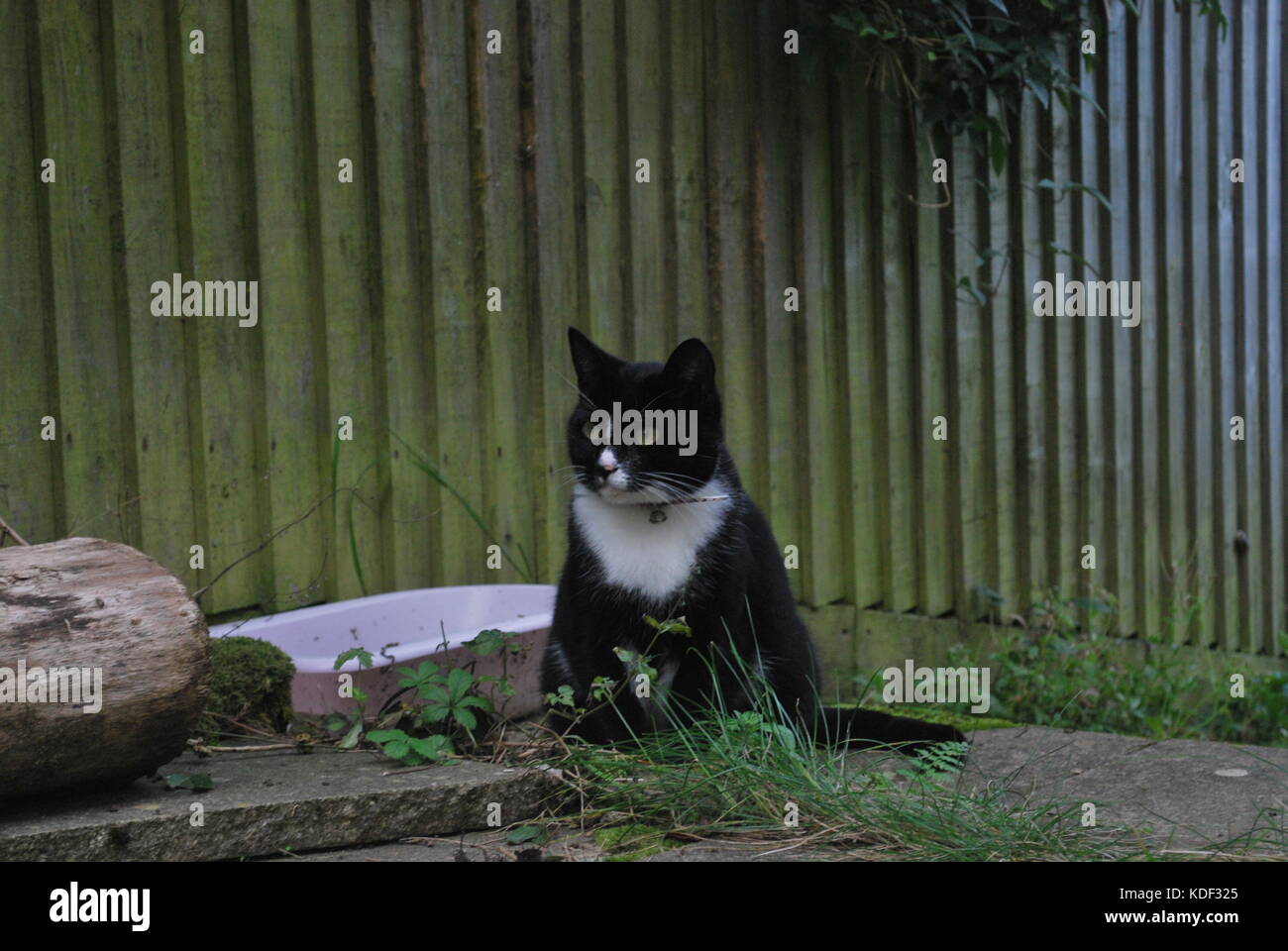 Tuxedo cat sitting and watching something Stock Photo - Alamy