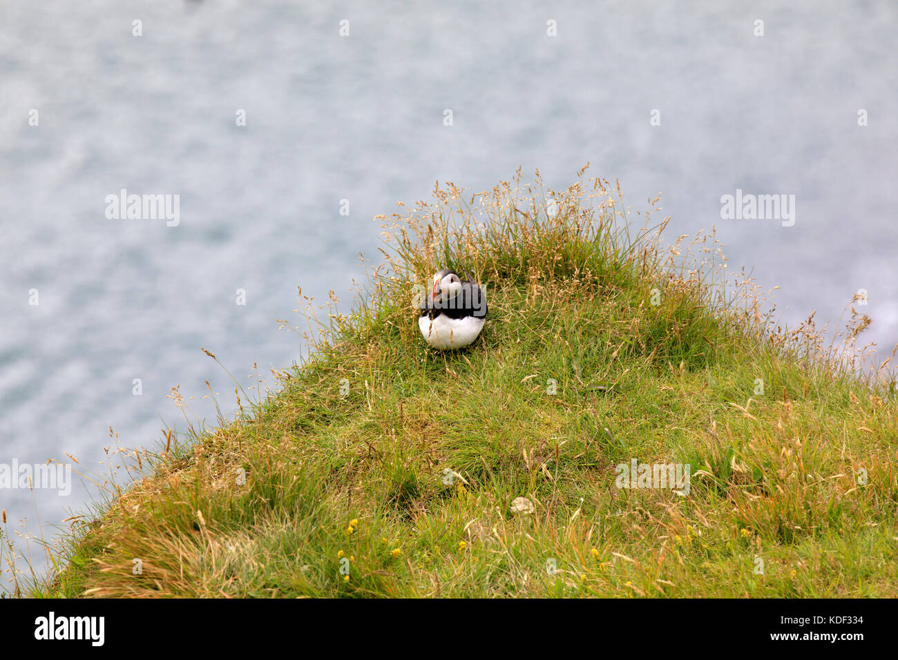 Dyrholaey promontory view, Vik, Iceland, Europe Stock Photo - Alamy