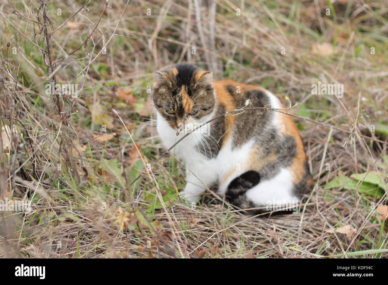Wild cat autumn portrait Stock Photo - Alamy